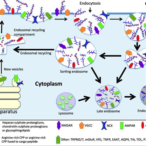 Diagrammatic Representation Of Proposed Model Of Arginine Rich Cpps