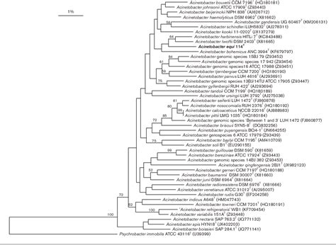 Acinetobacter Haemolyticus Semantic Scholar