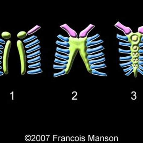 Xiphoid Process Of Sternum