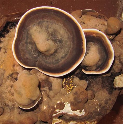 M9710 Ganoderma Applanatum Mycelia