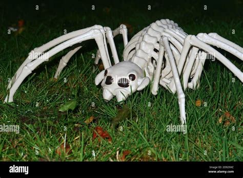 Scariest Looking Spiders