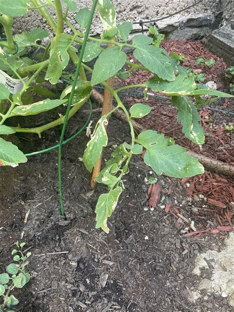 What Is Happening To My Leaves First Timer Rgardening