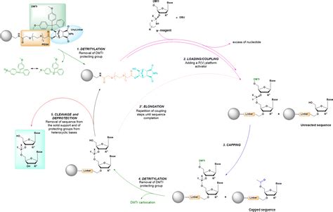 Coupling Efficiency Oligonucleotide Synthesis At Martina Gardner Blog