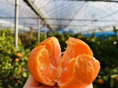 甘くて濃厚！越冬完熟早生みかん収穫しました！ 紀州有田みかん－早和果樹園オフィシャルサイト