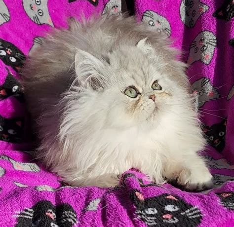 Beautiful Silver Shaded Chinchilla Dollface Male Male Persian Kitten