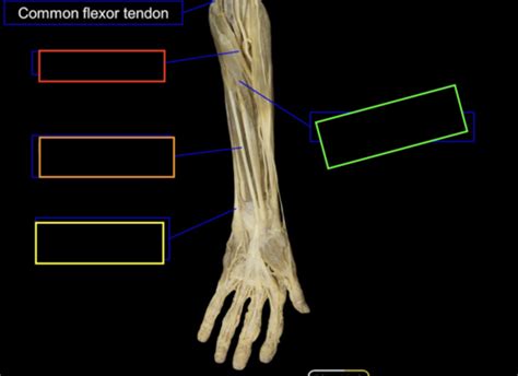 Week 14 Lab Anterior Forearm And Elbow Palm Of Hand And Wrist