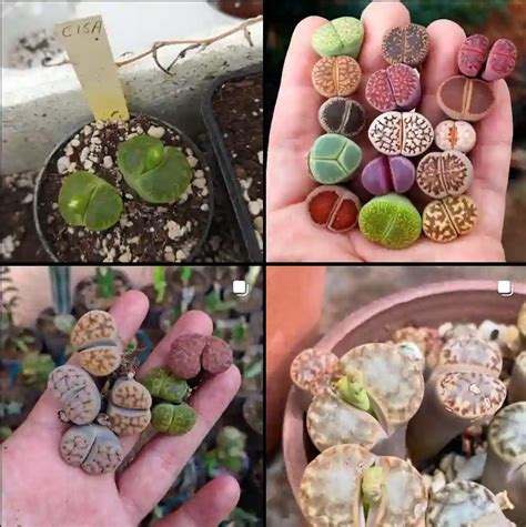 38 Species In Genus Lithops