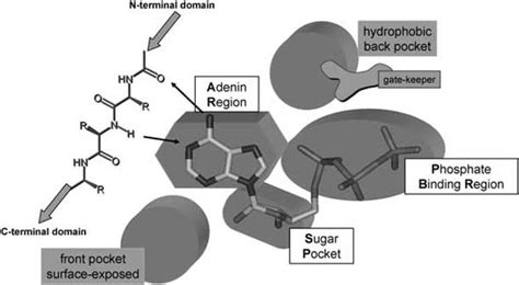 Schematic Presentation Of The Binding Mode Of The Cosubstrate Atp To Download Scientific