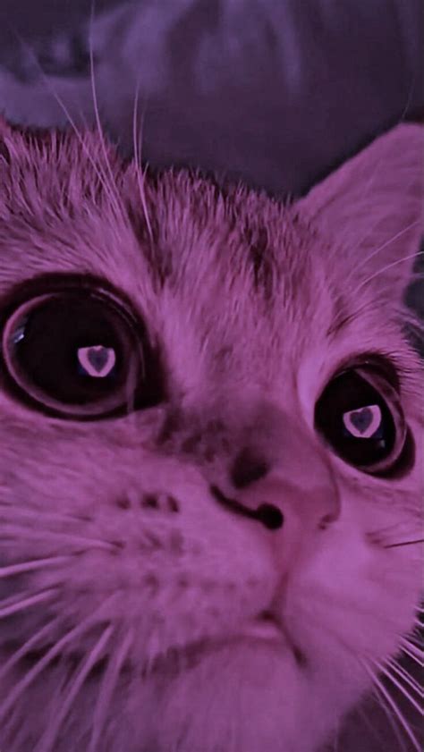 ♡angel♡ Adlı Kullanıcının Котики💕ЕсТеТиКа Panosundaki Pin Güzel Kedi Şirin Kedi Kedigil