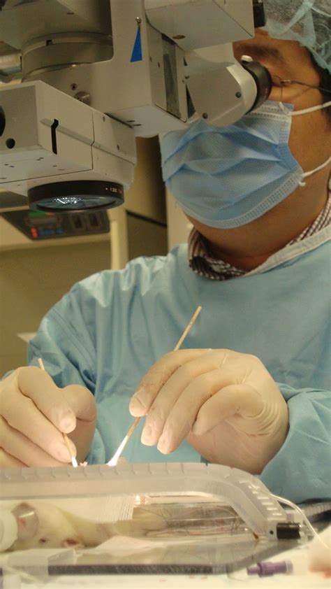 Bioengineered Organs May Hold The Future For Transplants