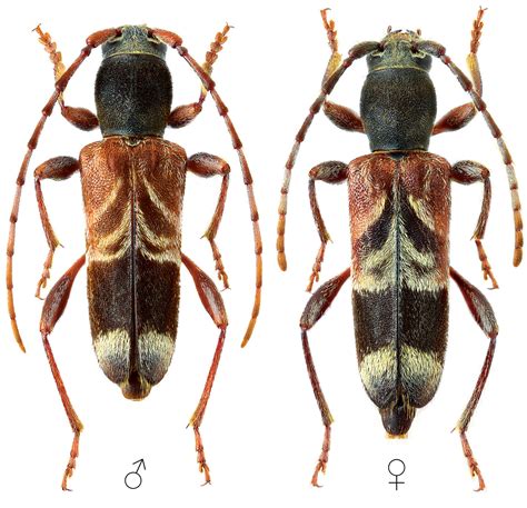 Anaglyptus Simplicicornis