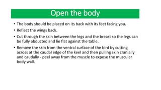 Necropsy Of Poultry Procedure Pptx