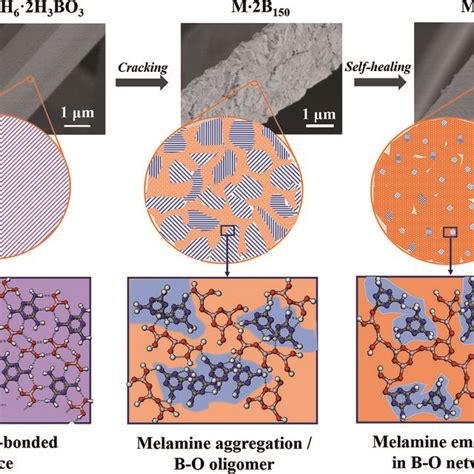 Schematic Illustration Of Microstructural Evolution Corresponding To