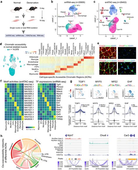 An Atlas Of Cis Regulatory Networks In Normal Skeletal Muscle A