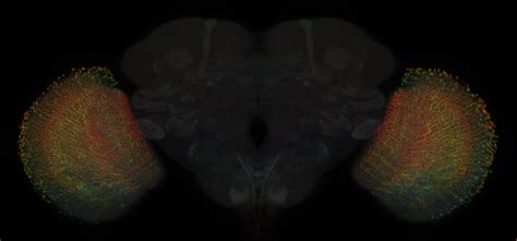 Split Gal4 Lines From Davis Et Al 2020 [splitdavis2020] Virtual Fly Brain