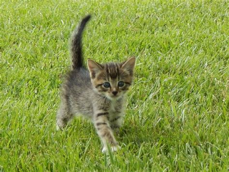 Meet Casey The Kitten A Farm Girls Life