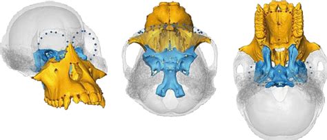 Anatomical Modules In A Cranium Of Pongo Pygmaeus Pygmaeus Northwest