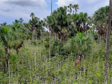 new data driven map reveals extensive peatlands in amazon basin
