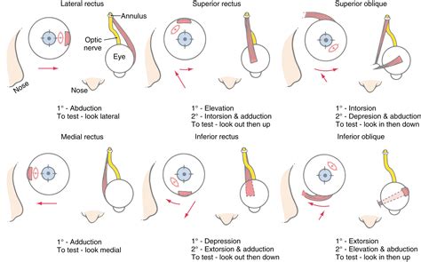 Visual Motor Systems Clinical Tree