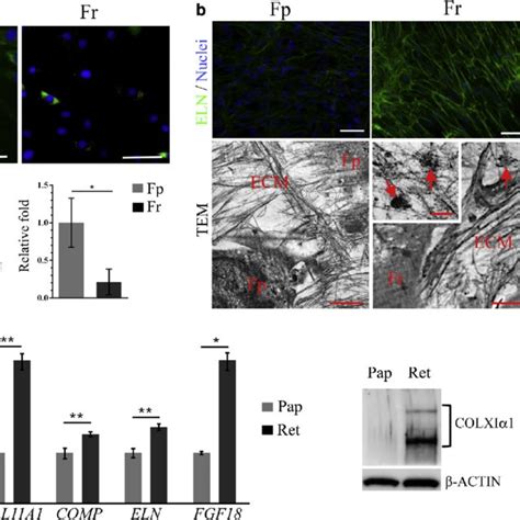 Ecm Markers Of Papillary And Reticular Dermis A B Immunostaining