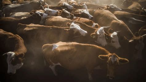 Lafsca Lance Une Nouvelle Application Donnant Accès Aux Résultats De