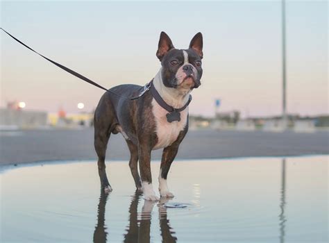 Blue Boston Terriers Everything You Need To Know