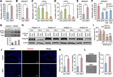 Nid1 Promotes Cancer Cell Migration Invasion Adhesion To Ecs And