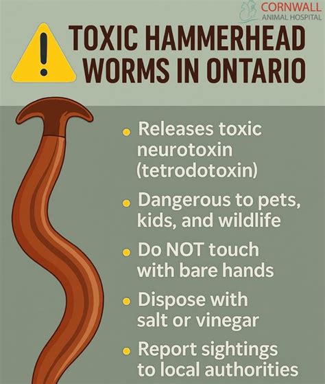 🚨 Toxic Hammerhead Worms Spotted In Ontario 🪱 What You Need To Know 👇