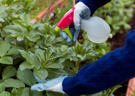 Não é Por Moda Por Que Recomendam Colocar Vinagre Nas Plantas
