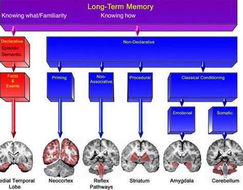 Learning And Memory Flashcards Quizlet