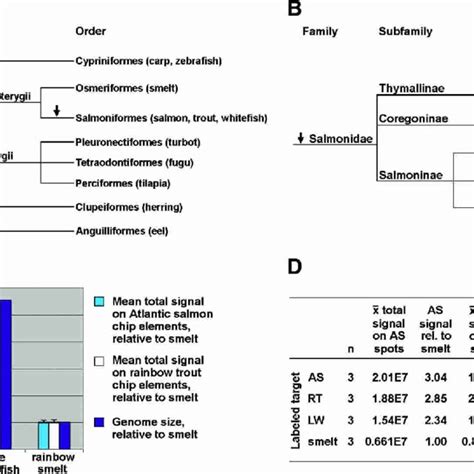 Evolutionary Relationships Genome Sizes And Microarray Hybridization