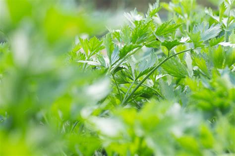신선한 녹색 셀러리는 수확을 위해 준비된 잎입니다 양상추는 샐러드를 만들기위한 혼합물입니다 이것은 완벽한 움직임을 가진 셀러리 가든의 사진이며 배경에 흐림 또는 보케 효과가