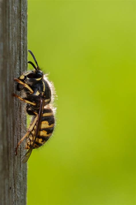 Nature Insects Free Photo On Pixabay Pixabay
