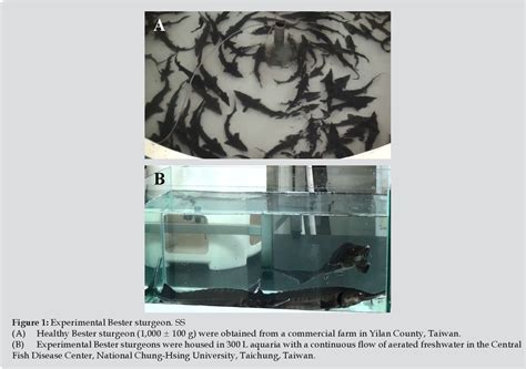 Figure 1 From Validated Hplc Method With Uv Detection For Florfen Icol Determination In Bester