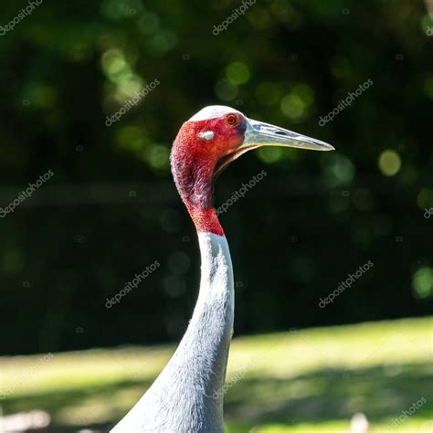 La Grúa Sarus Grus Antigone Es Una Gran Grúa No Migratoria Que Se