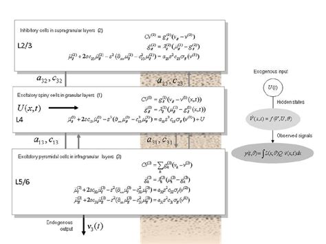 A Conductance Based Neural Field Model This Schematic Summarizes The