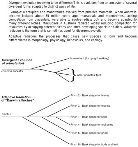 What Is The Difference Between Divergent Evolution And Adaptive Radiation