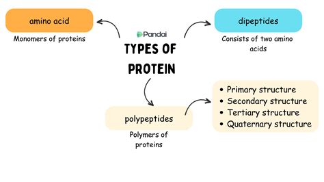 Proteins