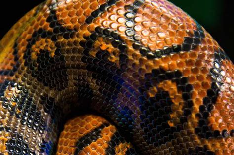 What Can Snakes Teach Us About Engineering Friction