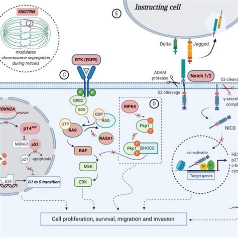Molecular Alterations That Drive Cutaneous Squamous Cell Carcinoma