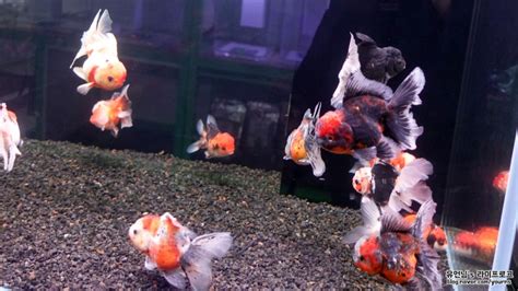 금붕어 종류 오란다 난주 차이점 금붕어 키우기 수명 먹이 특징 네이버 블로그