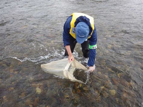 河川水辺の国勢調査底生動物調査 実績紹介 株式会社グリーンシグマ