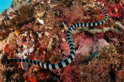 水生海蛇 Laticauda Colubrina 在各种各样和五颜六色的珊瑚上游泳 它的叫的Sea Kraits 库存图片 图片 包括有