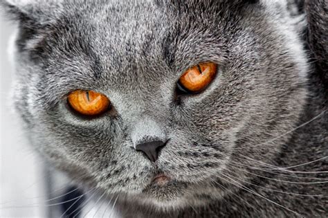 고양이 라일락 컬러 성인 스코틀랜드 폴드 오렌지 눈과 앞으로 접힌 귀 고양이 새끼에 대한 스톡 사진 및 기타 이미지 고양이