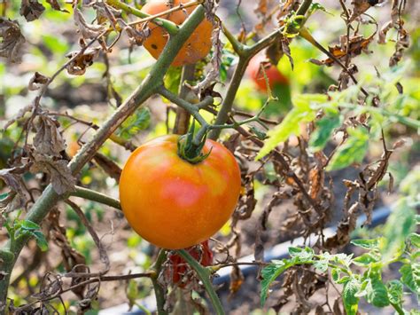 Treat And Prevent Common Tomato Diseases And Pests Organically