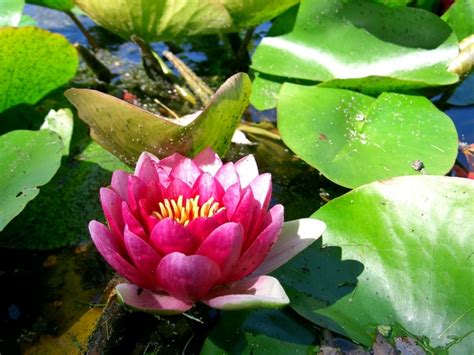 Free Lillypad Photos And Pictures Freeimages