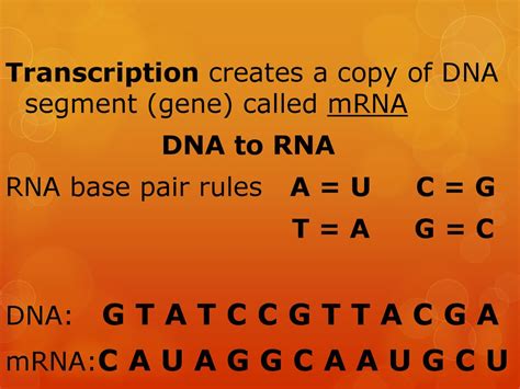 Warm Up The Cell Membrane Allows Certain Things To Pass Through We Call This Which