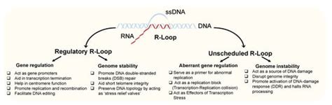 Pathophysiological Role And Diagnostic Potential Of R Loops In Cancer