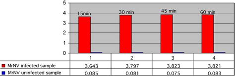 Turbidity Measurement Of Rt Lamp Product Of Mrnv At Different Periods