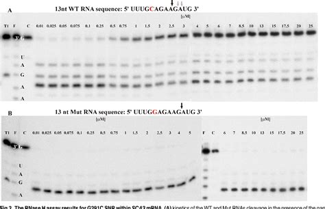 Figure 1 From A Tandem Oligonucleotide Approach For Snp Selective Rna Degradation Using Modified